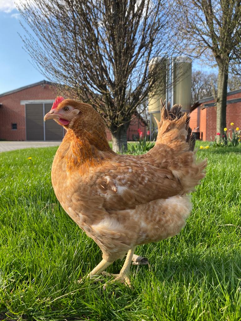 Försterglück Hühner – Geflügelhof Förster